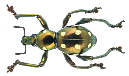 Pachyrhynchus erichsoni · iNaturalist