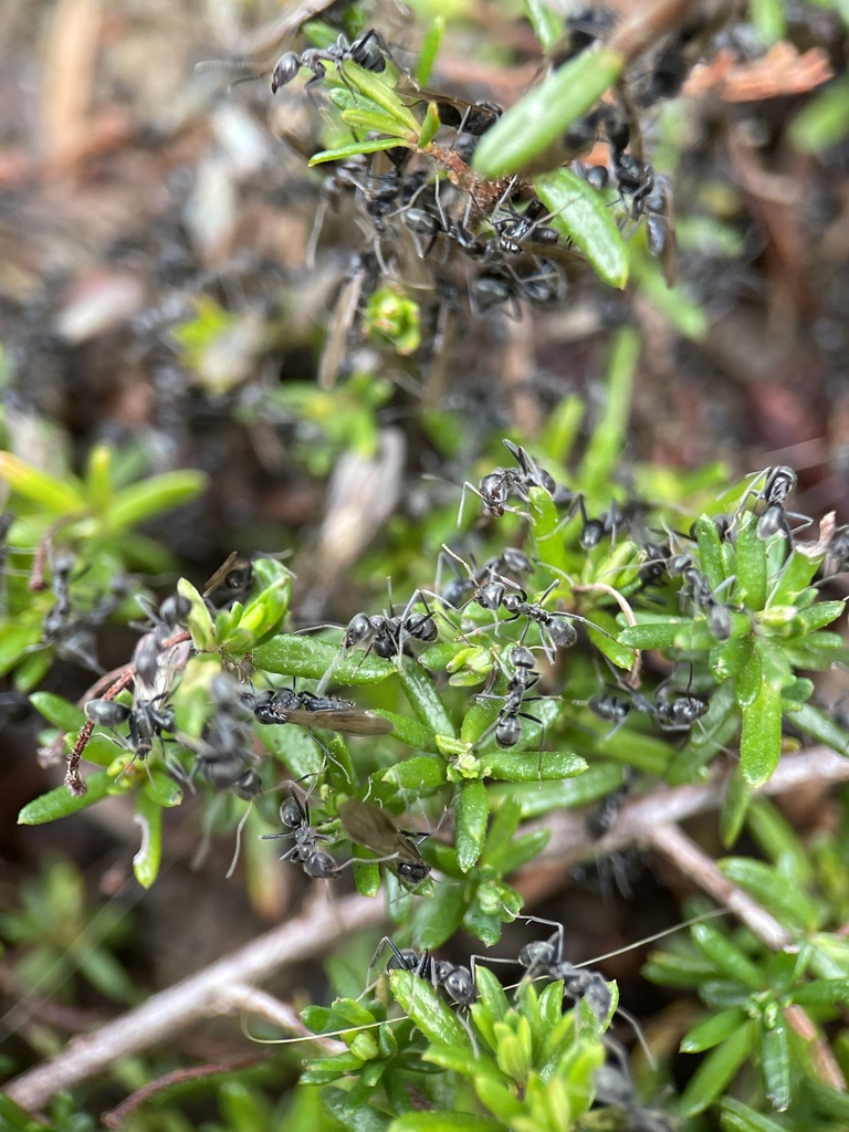 Rainbow Ants from Frankston South, VIC, AU on May 11, 2022 at 01:12 PM ...