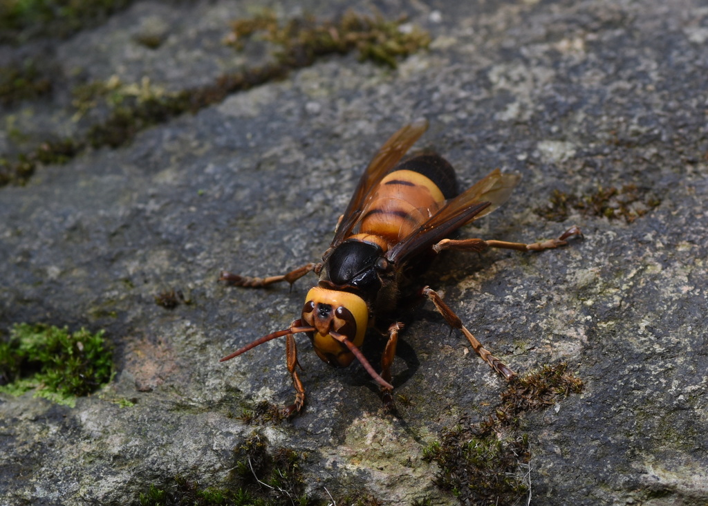 Southern Giant Hornet from 园林路70号附近, 深圳市, 广东省, CN on April 21, 2022 at ...