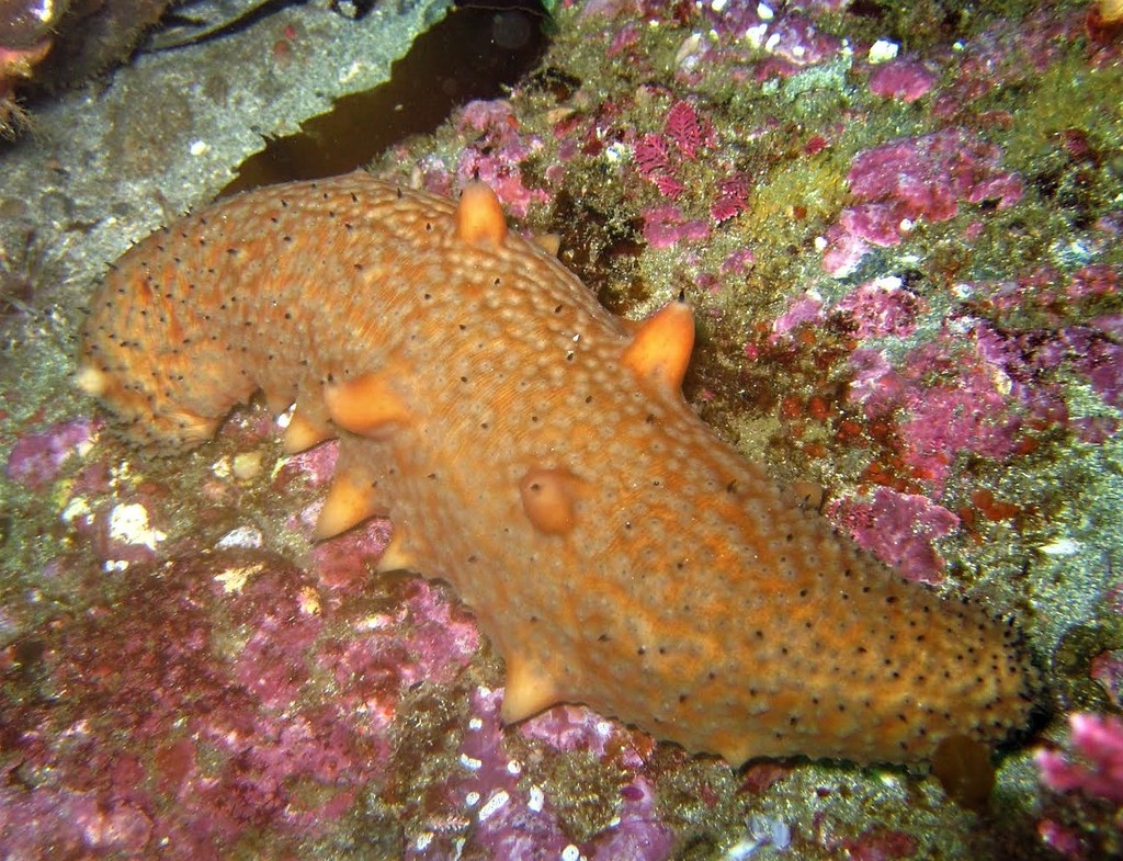 Warty Sea Cucumber (China Cove Organisms) · iNaturalist