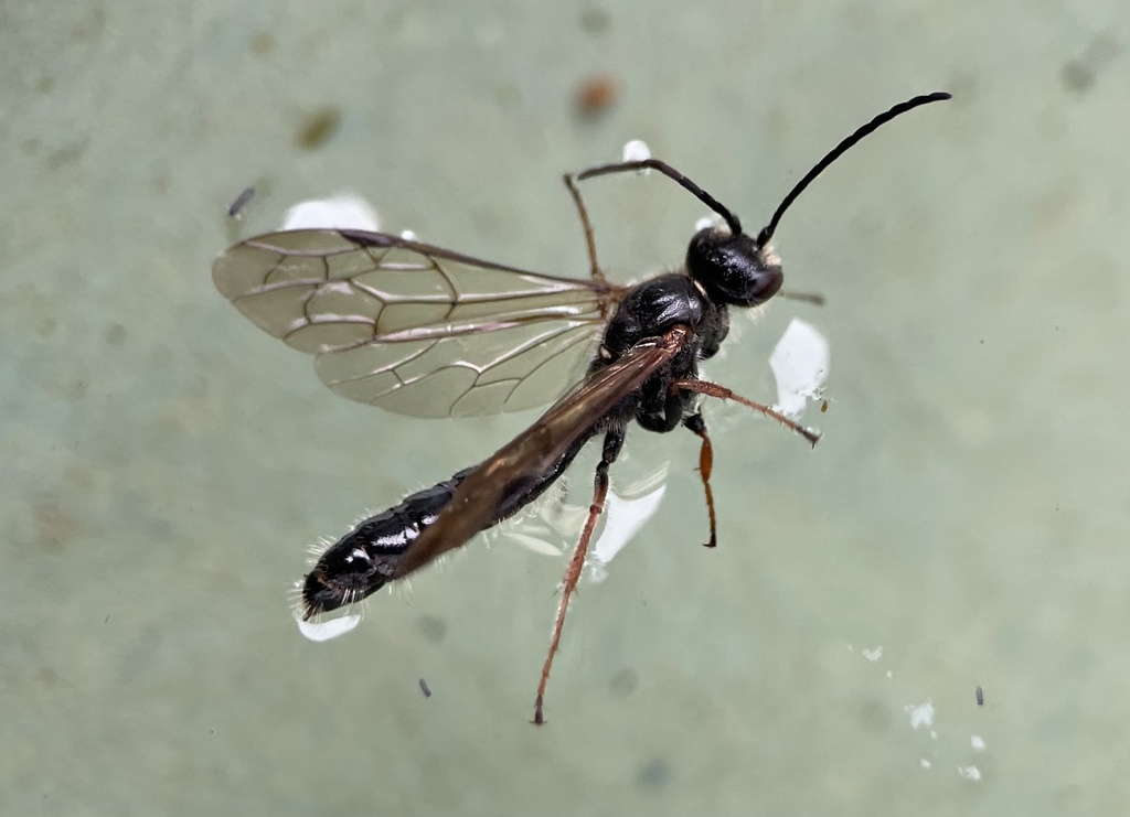Thynnid Flower Wasps in May 2022 by suecee · iNaturalist