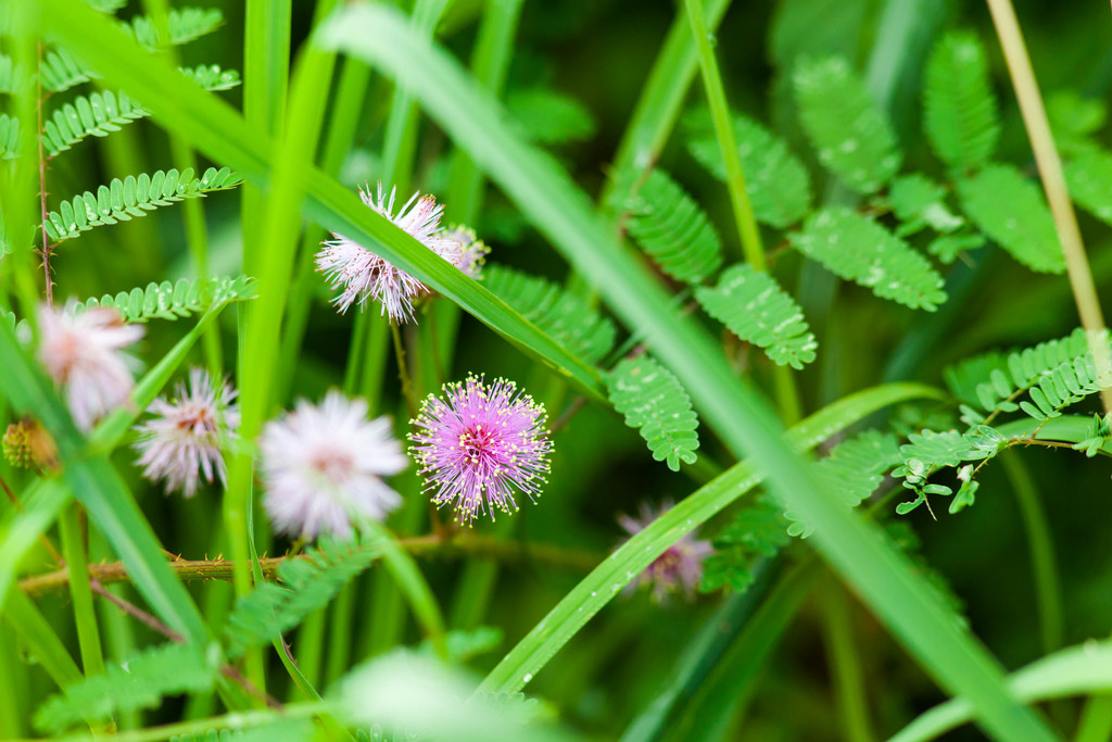 littleleaf sensitive-briar (Mimosa microphylla) - Botanical Realm