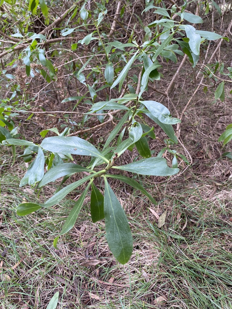 common boobialla from Frankston Dr, Endeavour Hills, VIC, AU on May 11 ...