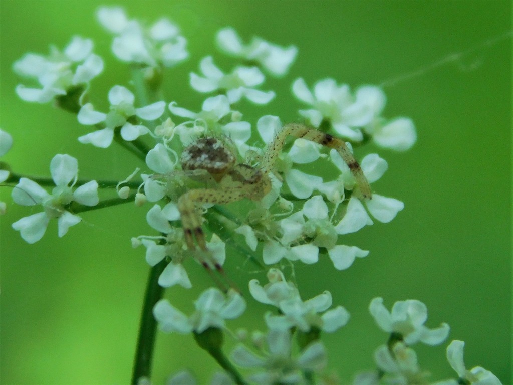 Misumenini from Sedgwick, Kansas, United States on May 10, 2022 at 05: ...