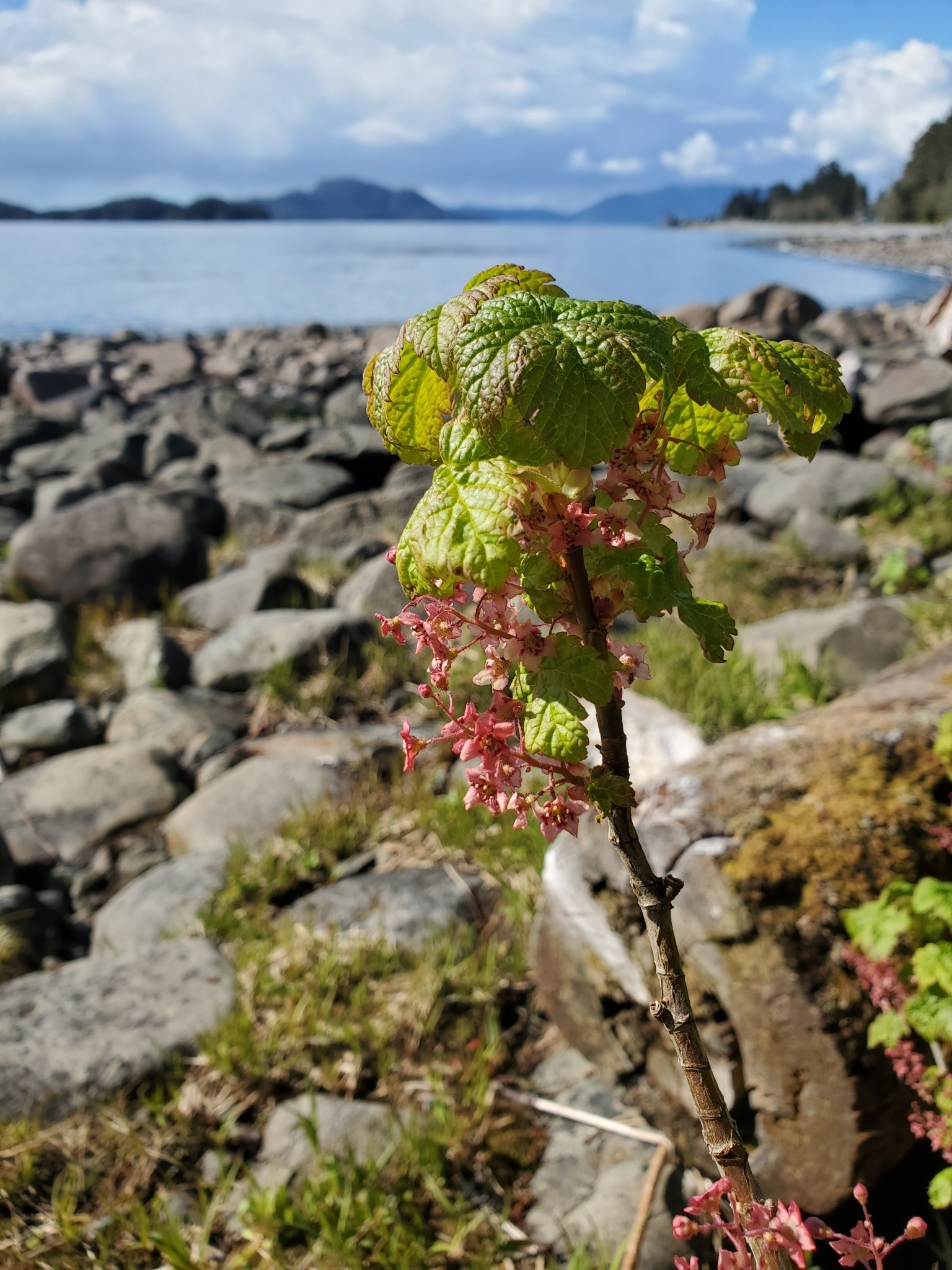 Ribes laxiflorum Pursh