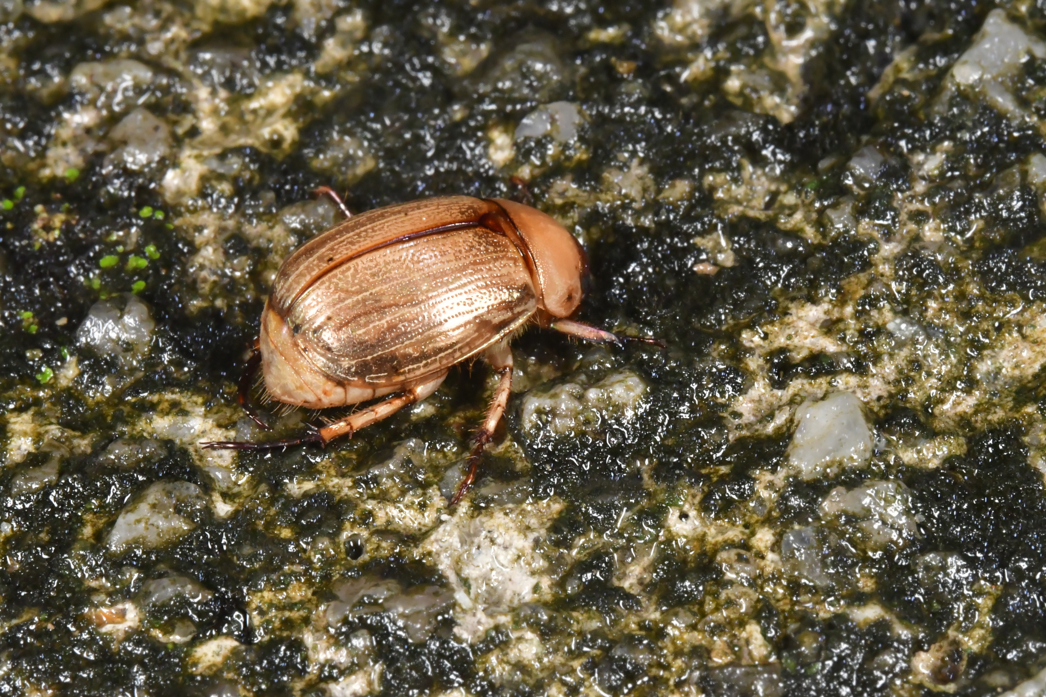 Anomala pallida (Fabricius, 1775)