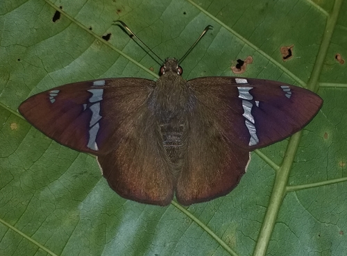 Broteas Scarlet-eye (Nascus broteas)