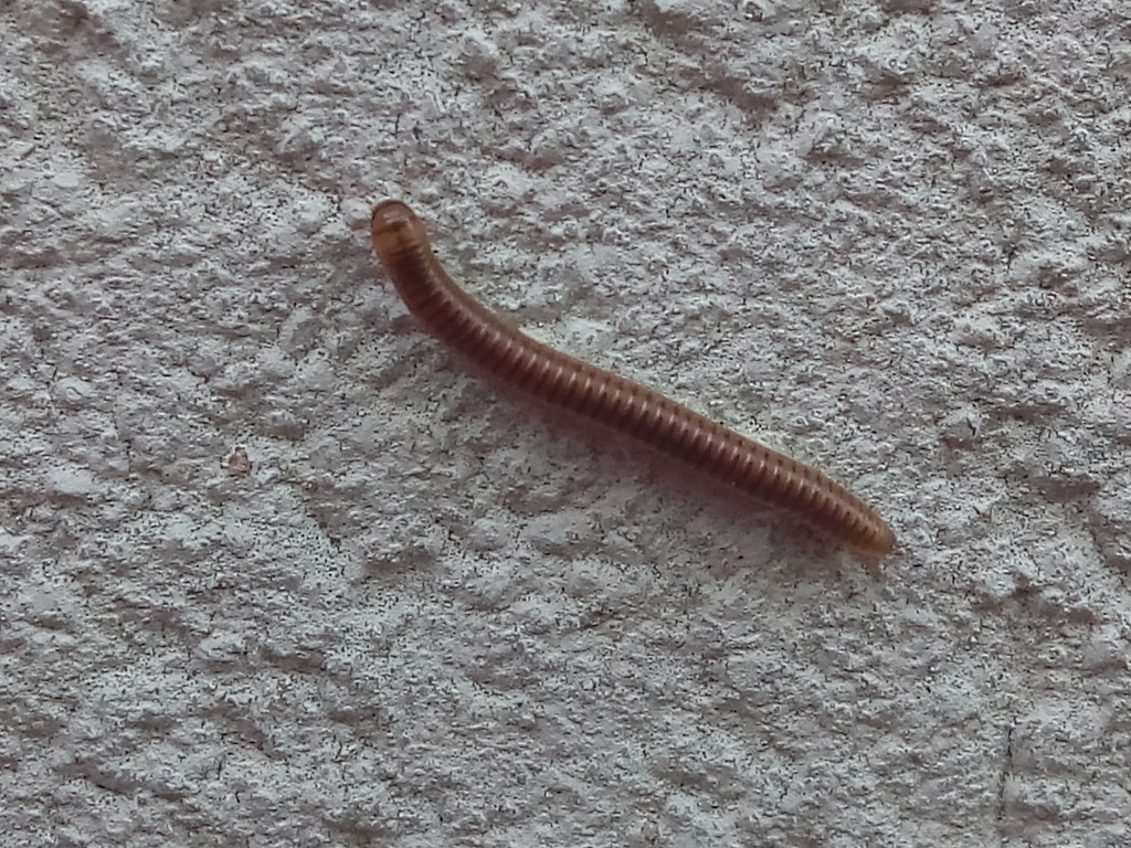 Julidae from Peseggia VE, Italia on May 11, 2022 at 09:25 AM by lvdr ...