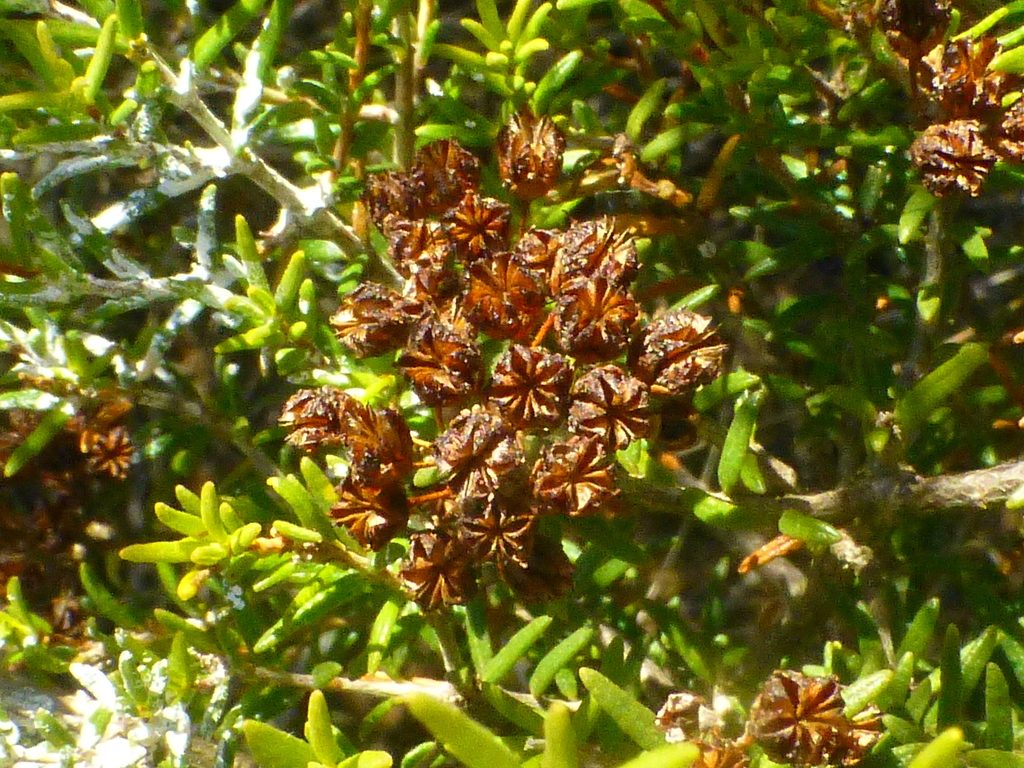 Buck Buchu from Overberg District Municipality, South Africa on April ...