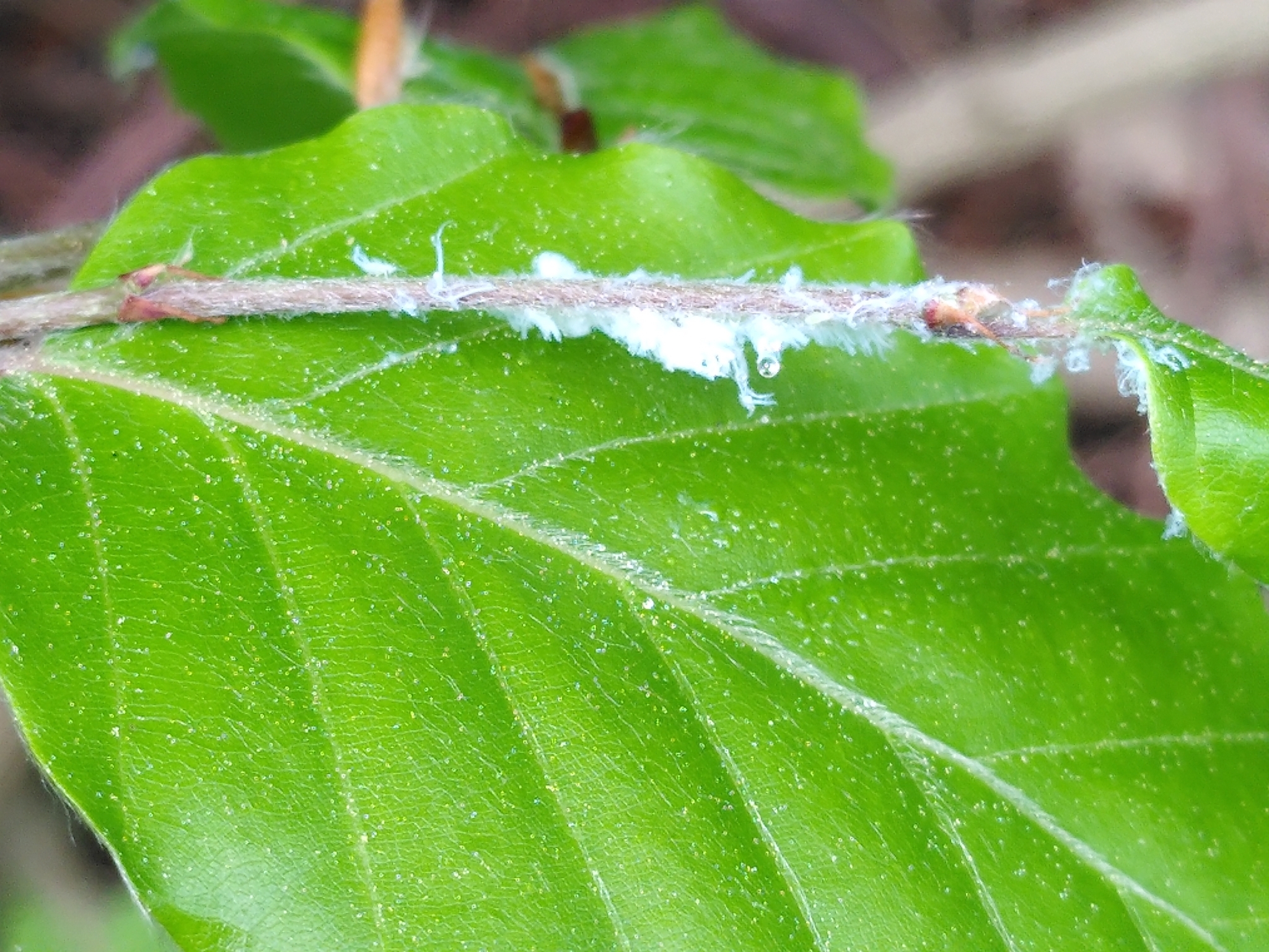 Phyllaphis fagi (Linnaeus, 1761)