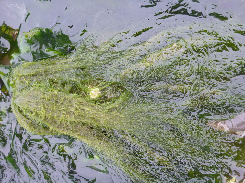 green rope (Acrosiphonia coalita) - Botanical Realm