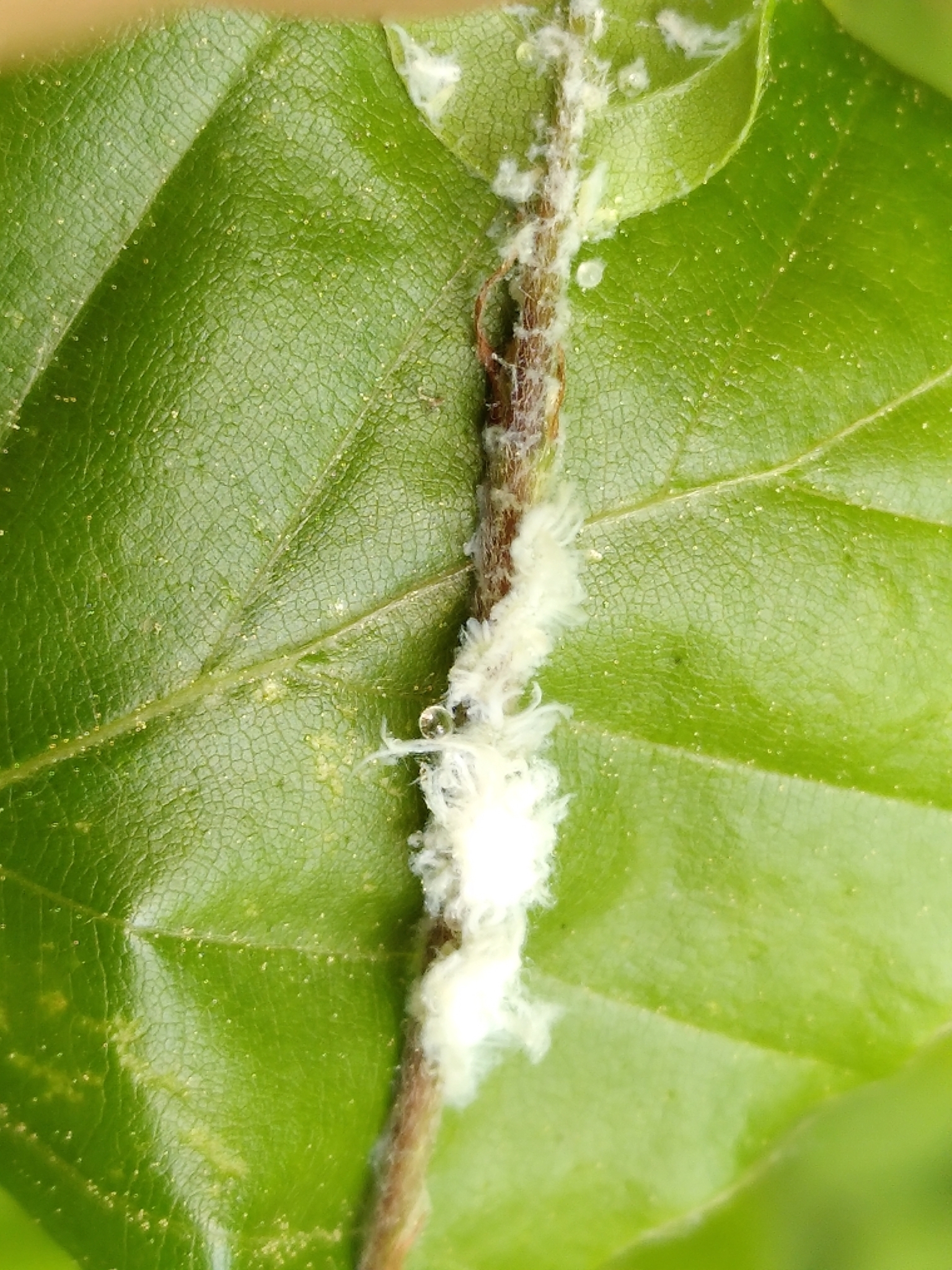 Phyllaphis fagi (Linnaeus, 1761)