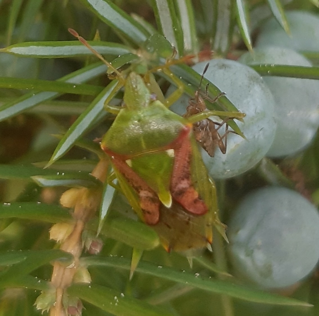 Juniper Shield Bug from 960 01 Zvolen, Slovakia on May 10, 2022 at 11: ...