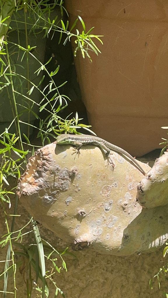 Lebanon Lizard from Alexander Robowitz Street 2 on May 11, 2022 at 12: ...