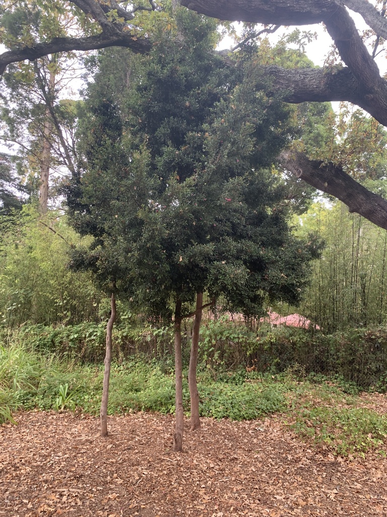 scrub cherry from Stellenbosch University Botani cal Garden ...