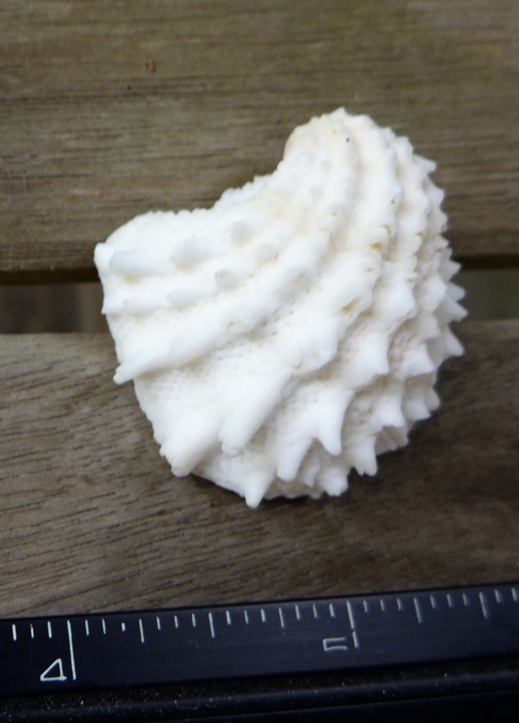 Spiny Jewel Box (Marine Shells of Fort Pickens, Gulf Islands National ...