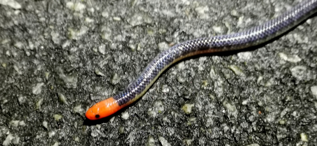 Variable Reed Snake from AIRPORT, CAG, Singapore 858877 on May 08, 2022 ...