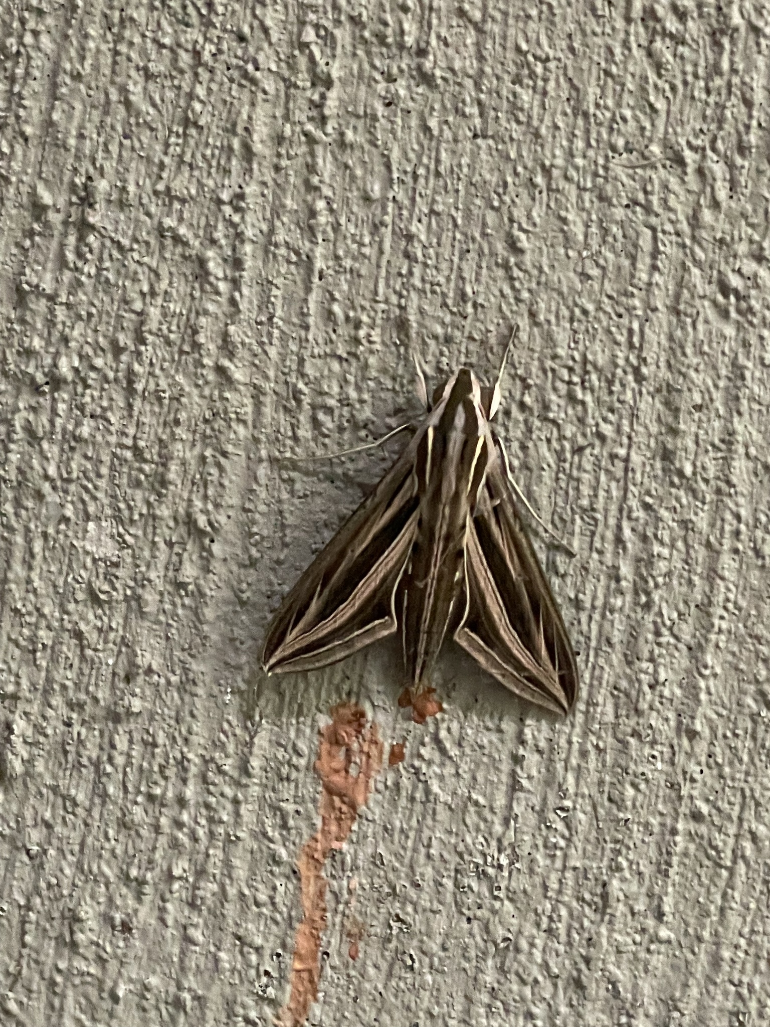 Hippotion osiris Dalman, 1823