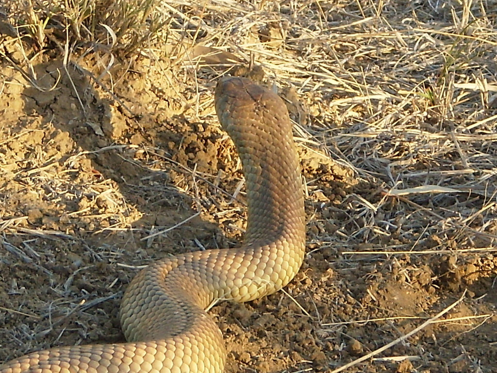 Mulga Snake from Corfield, QLD, AU on October 28, 2008 at 05:56 PM by ...