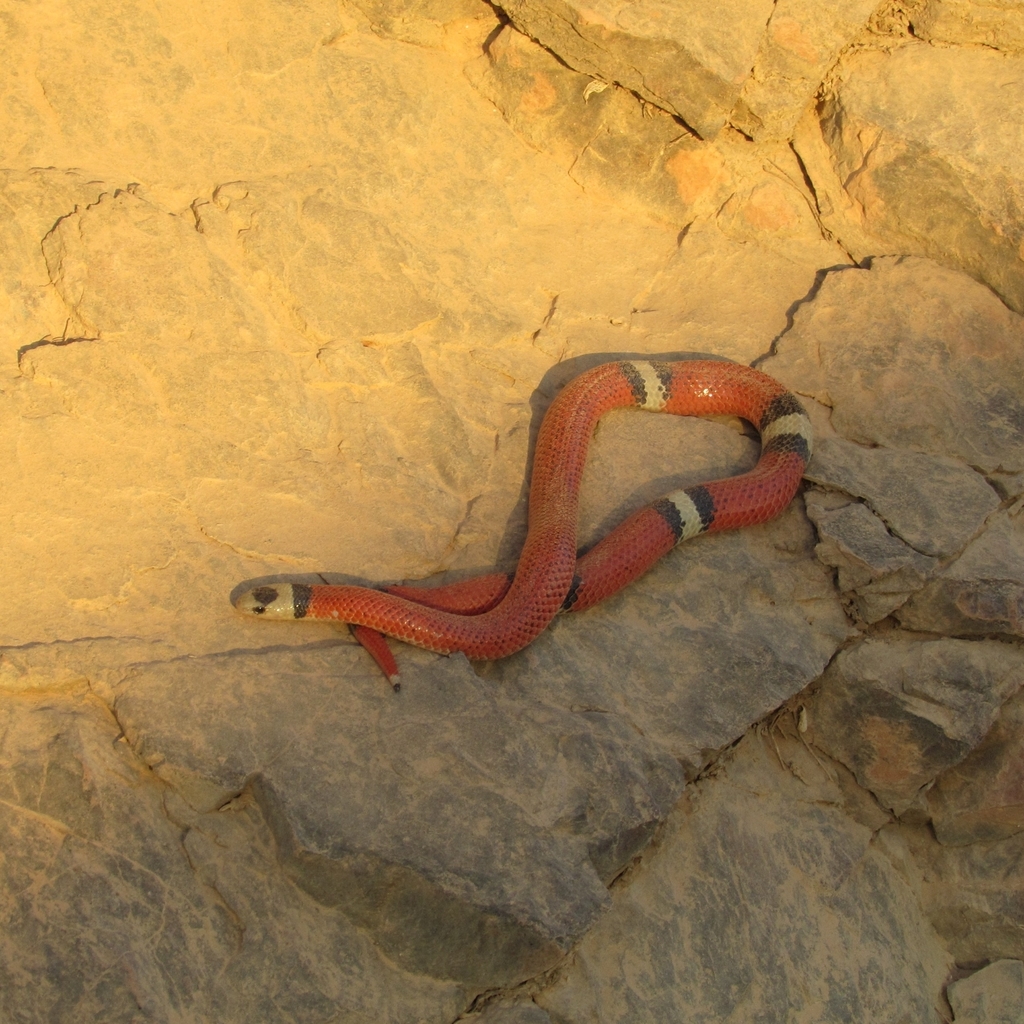 Filetail Ground Snake in May 2022 by Éthel Ramírez · iNaturalist