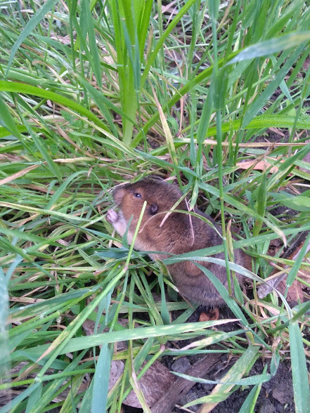 Botta's Pocket Gopher from Aliso Viejo, CA, USA on May 11, 2018 at 05: ...