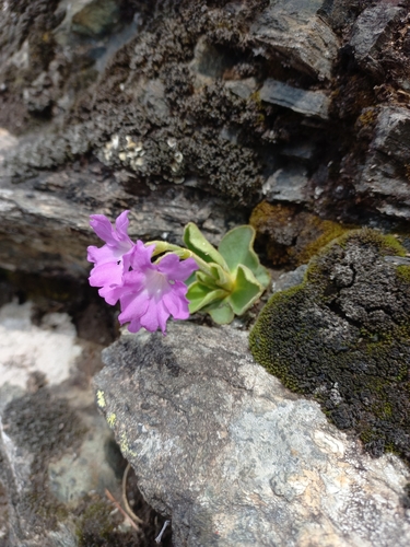 Subspecies Primula villosa cottia · iNaturalist United Kingdom