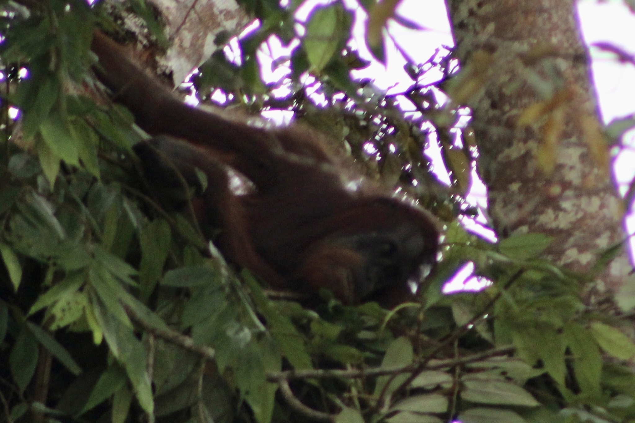 Pongo pygmaeus (Linnaeus, 1760)
