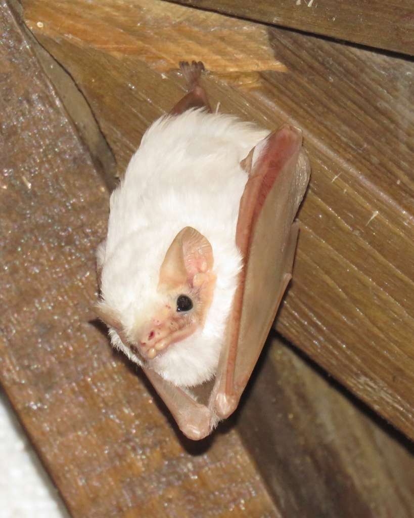 Northern Ghost Bat from Amapala, HN-VA, HN on January 31, 2014 at 12:23 ...
