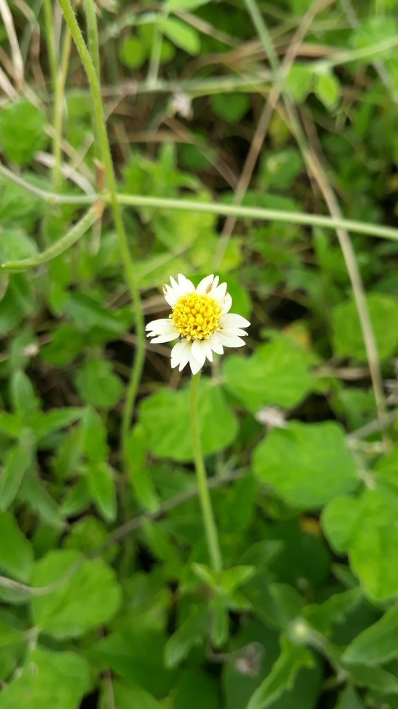 Tridax daisy from XJ3M+96, Lucena, 4301 Quezon, Philippines on August ...