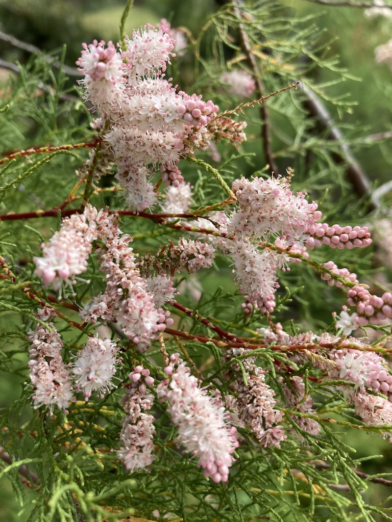 African Tamarisk from Ilha Terceira, Angra do Heroísmo, Azores, PT on ...