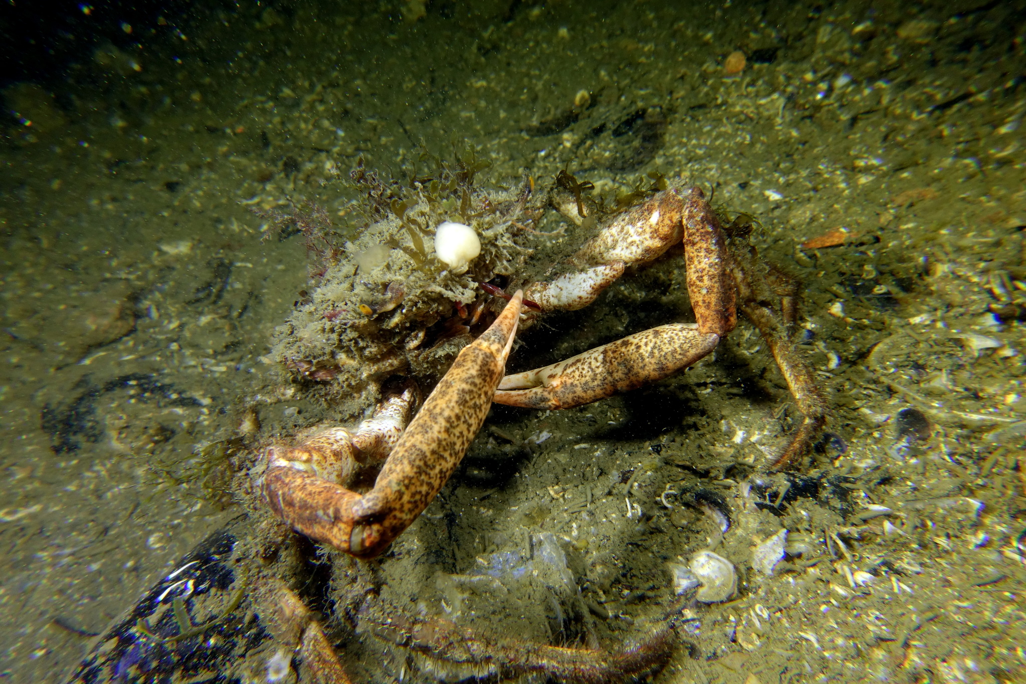 Spider Crab And Algae Mutualism