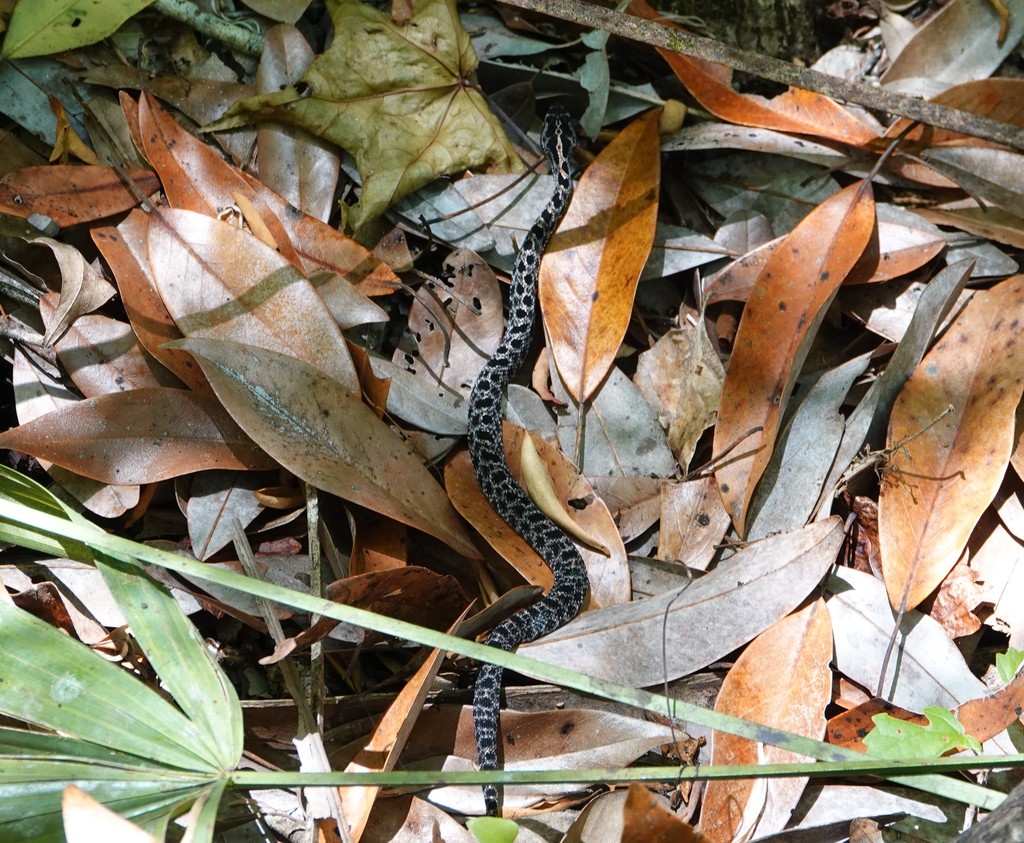 Dusky Pygmy Rattlesnake from Hernando County, FL, USA on May 10, 2022 ...