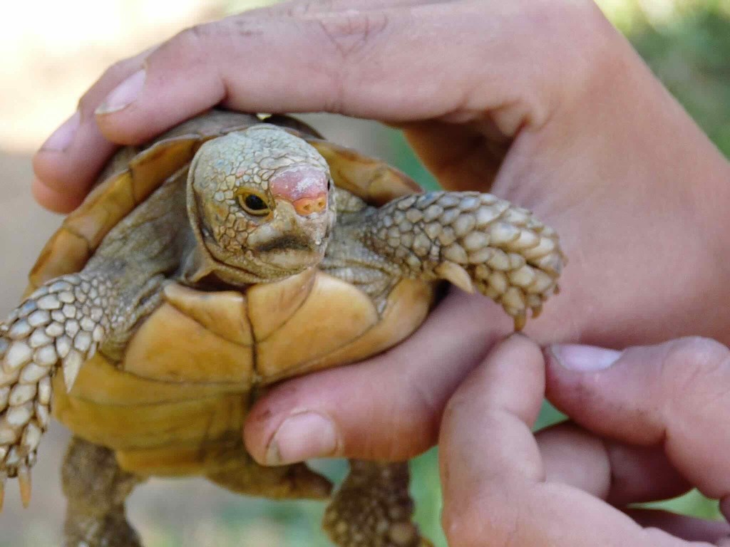 Parrot-beaked Tortoise from South Cape DC, South Africa on January 04 ...