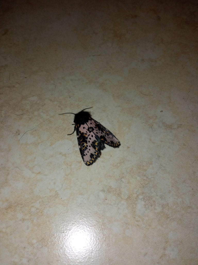 Xanthopastis antillium from Bellavista, Cali, Valle del Cauca, Colombia ...