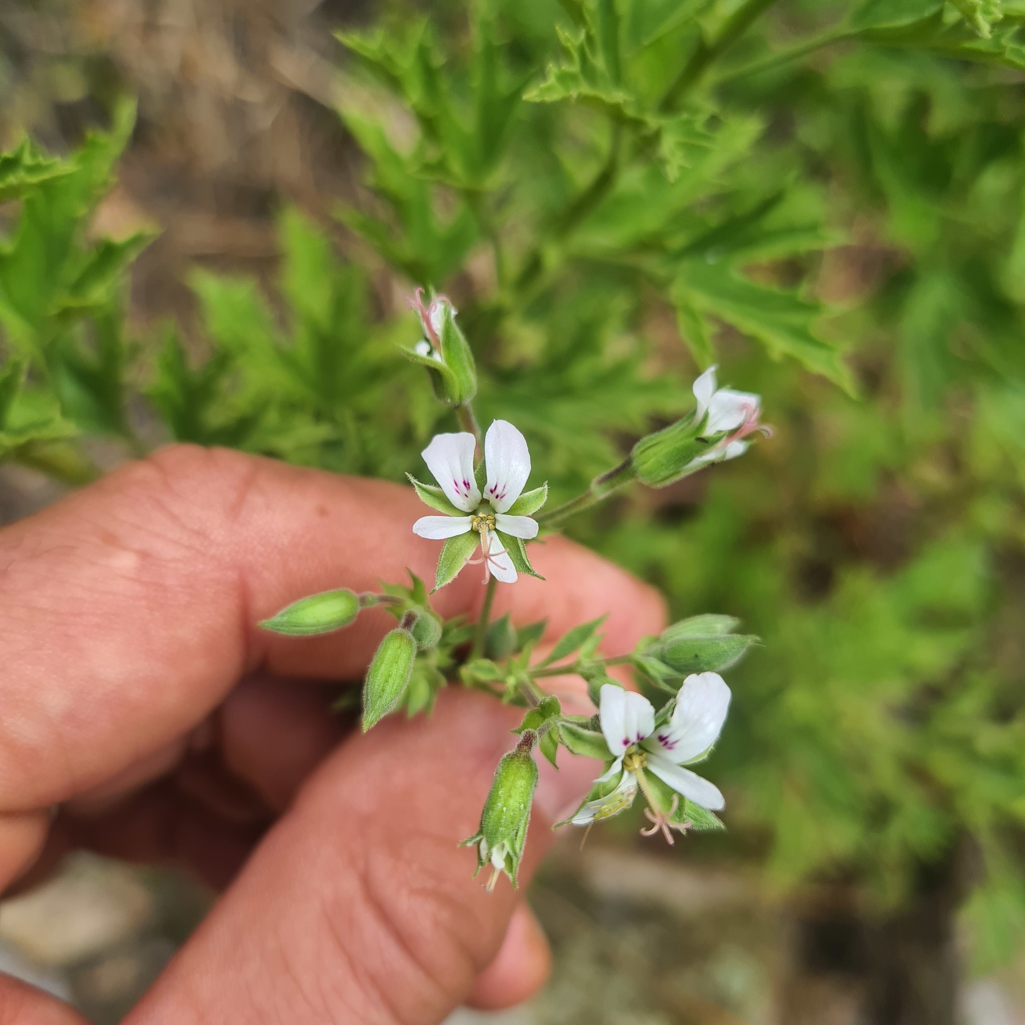 Pelargonium scabrum (L.) L'Hér.