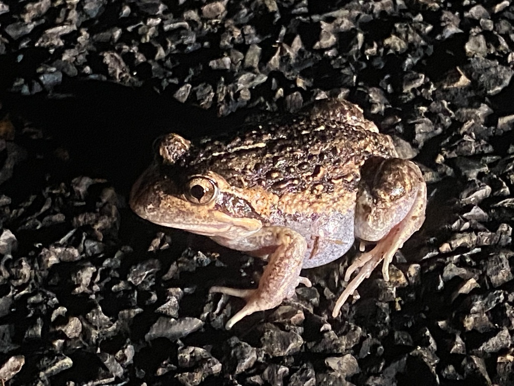 Eastern Banjo Frog from Ashmore Rd, Bend of Islands, VIC, AU on May 11 ...
