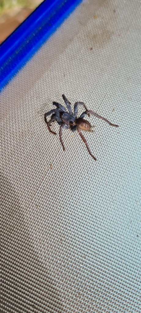 Afrasian Wishbone Spiders from Cape Town on May 11, 2022 by gill ...