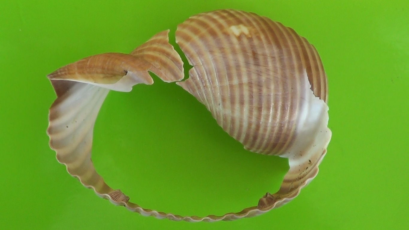 Tonna galea (Linnaeus, 1758)