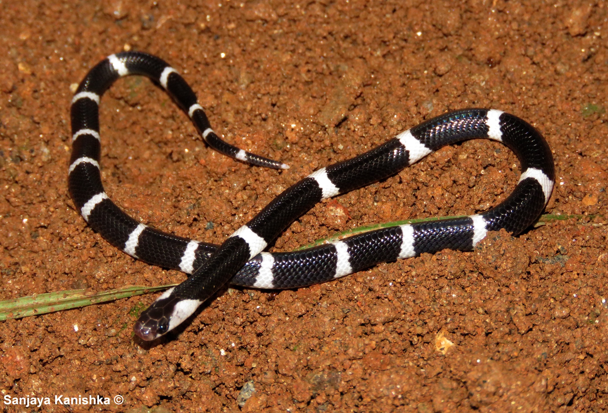 Bungarus ceylonicus Günther, 1864
