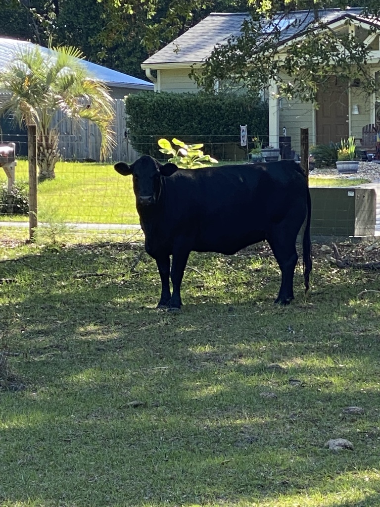 Domestic Cattle from SW 255th St, Newberry, FL, US on May 11, 2022 at ...