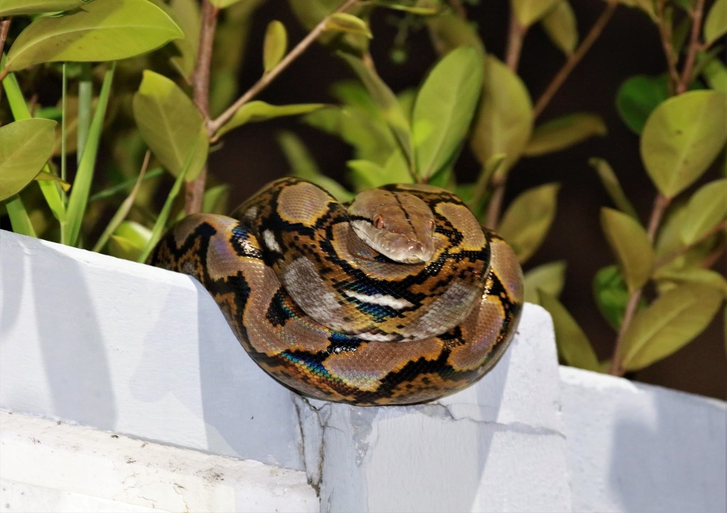 Reticulated Python from Bang Kaeo, Bang Phli District, Samut Prakan ...
