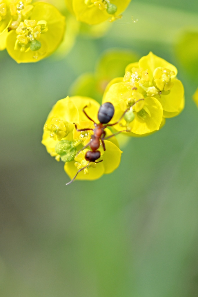 Blood-red Field Ant from Mladá Boleslav, Středočeský, Czechia on May 10 ...