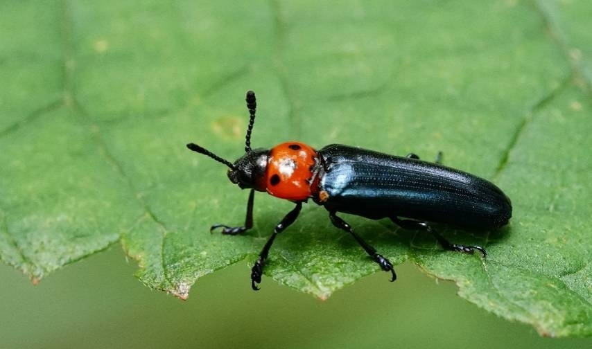 Tetraphala collaris from Hainan, CN-HA, CN by Luxirty · iNaturalist