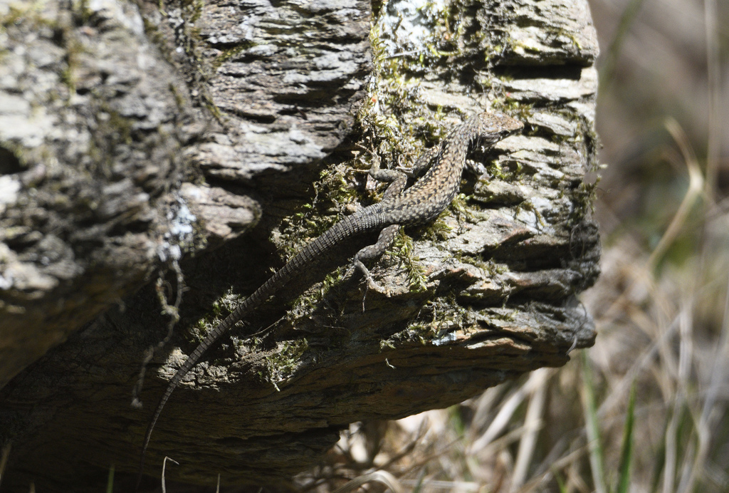 Common Wall Lizard from Parco Naturale Monte S.Giorgio on April 19 ...
