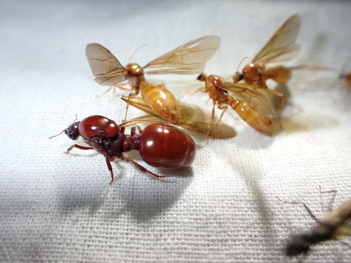 Carebara castanea · iNaturalist Mexico