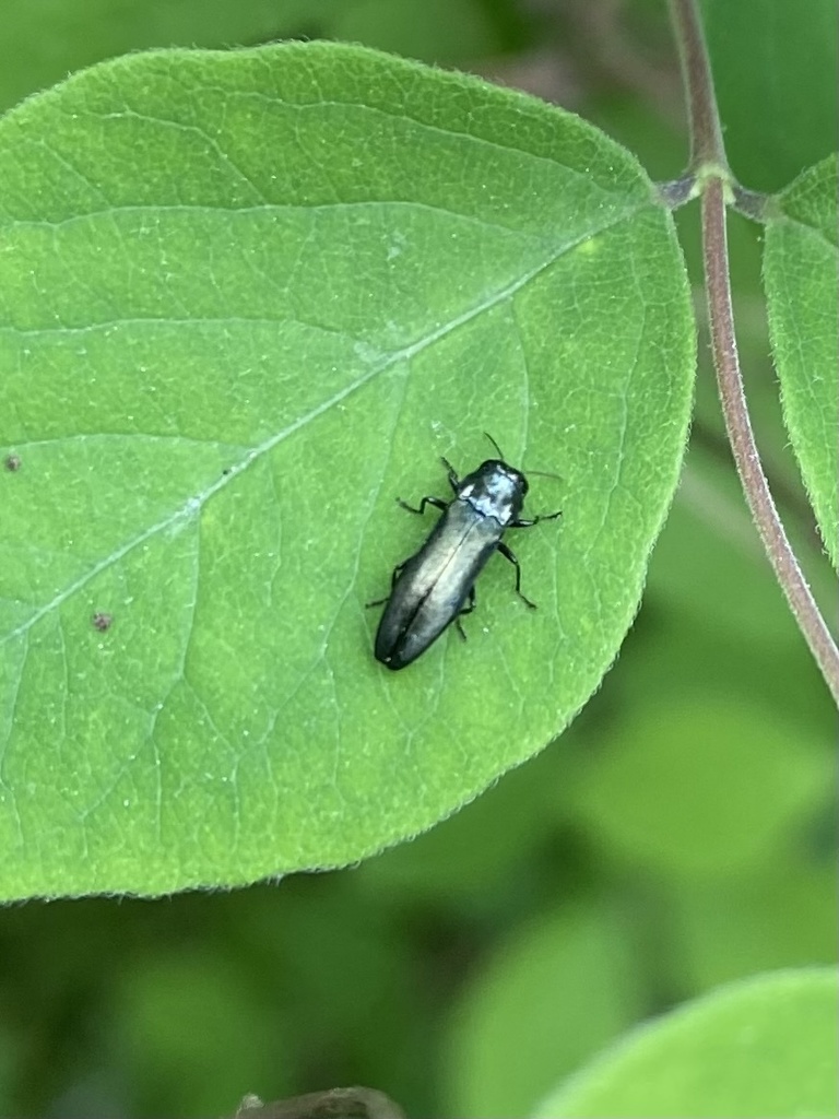 Agrilus cyanescens from Florence, IN, US on May 11, 2022 at 09:51 AM by ...