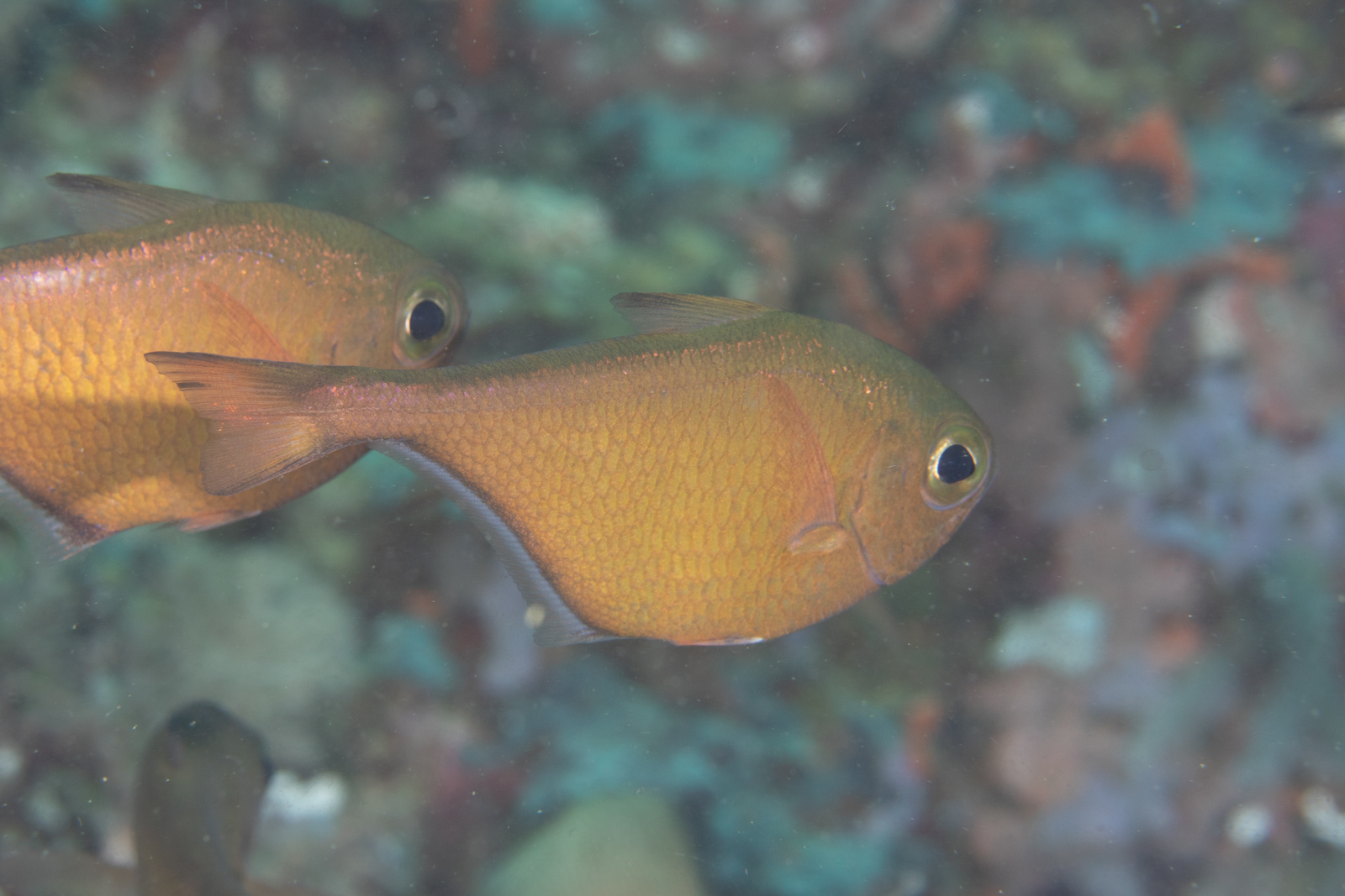 Pempheris adusta Bleeker, 1877