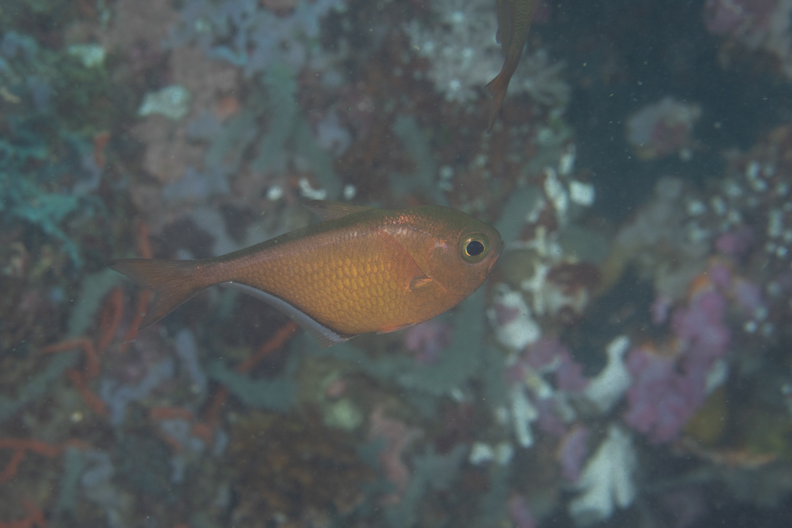 Pempheris adusta Bleeker, 1877