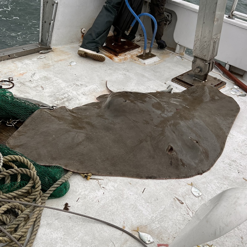Spiny Butterfly Ray in May 2022 by Fletcher Stone · iNaturalist