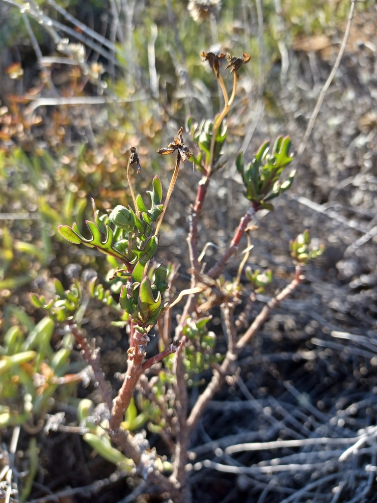 Broken Babooncabbage (Othonna retrofracta) - Botanical Realm